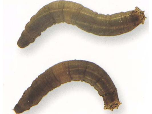 Emelten bestrijden | Hendriks Graszoden